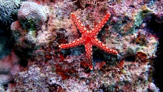 The Mysterious Disappearance of Sea Stars on the West Coast - Animals ...