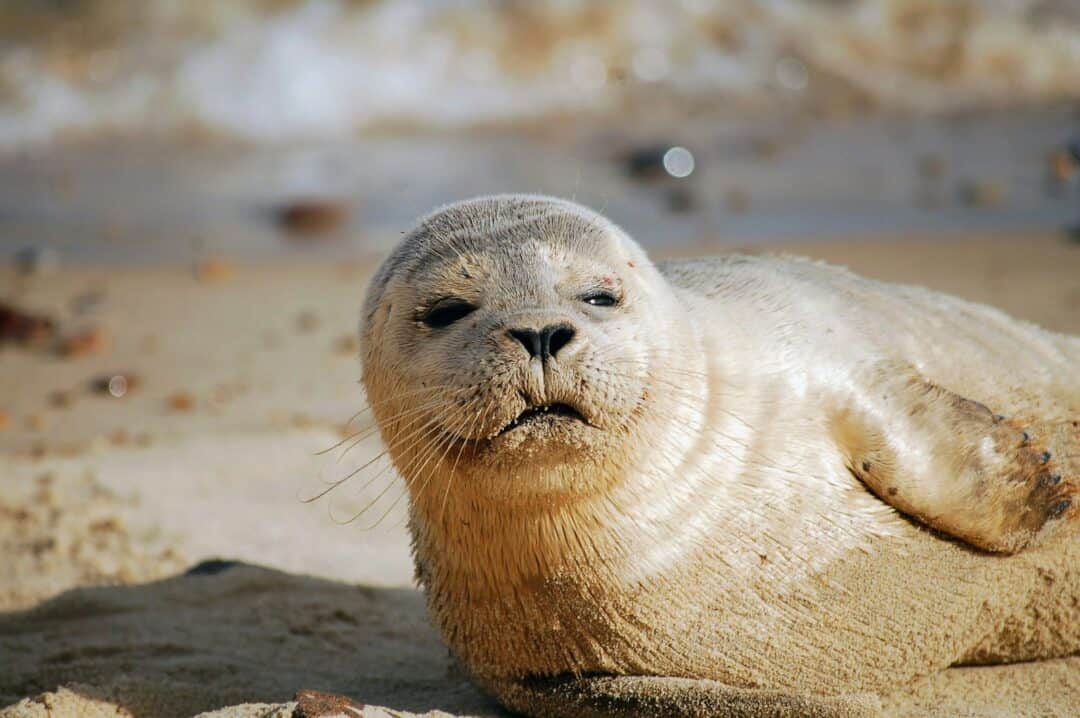 Why Seals Clap Underwater—It’s Not Just for Fun