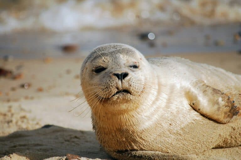 Why Seals Clap Underwater—It’s Not Just for Fun