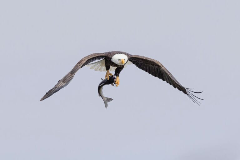 What the Bald Eagle’s Diet Reveals About America's Ecosystems