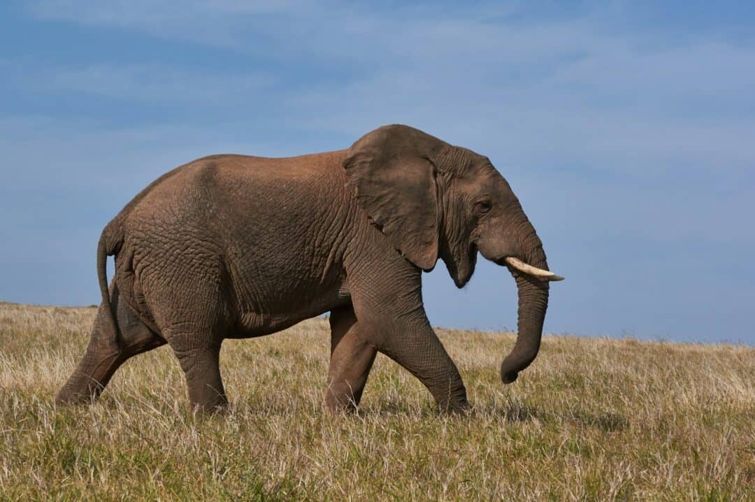 How Evolution Gave Elephants a Natural Cancer Defense - Animals Around ...