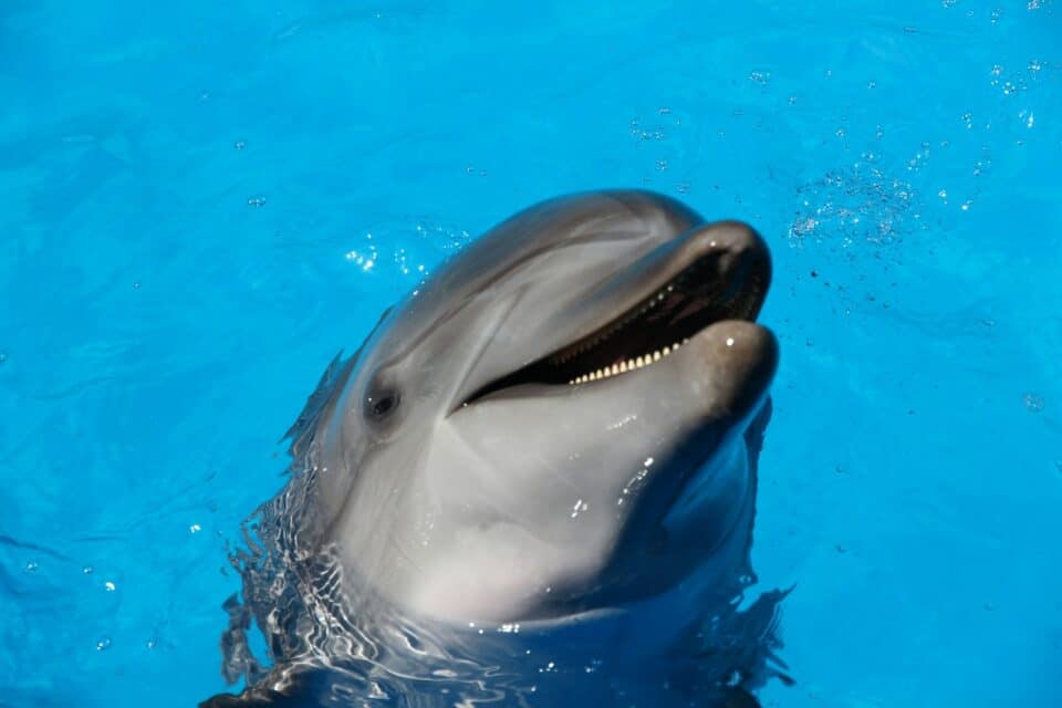 The Smartest Sea Creatures That Rival Human Intelligence - Animals ...