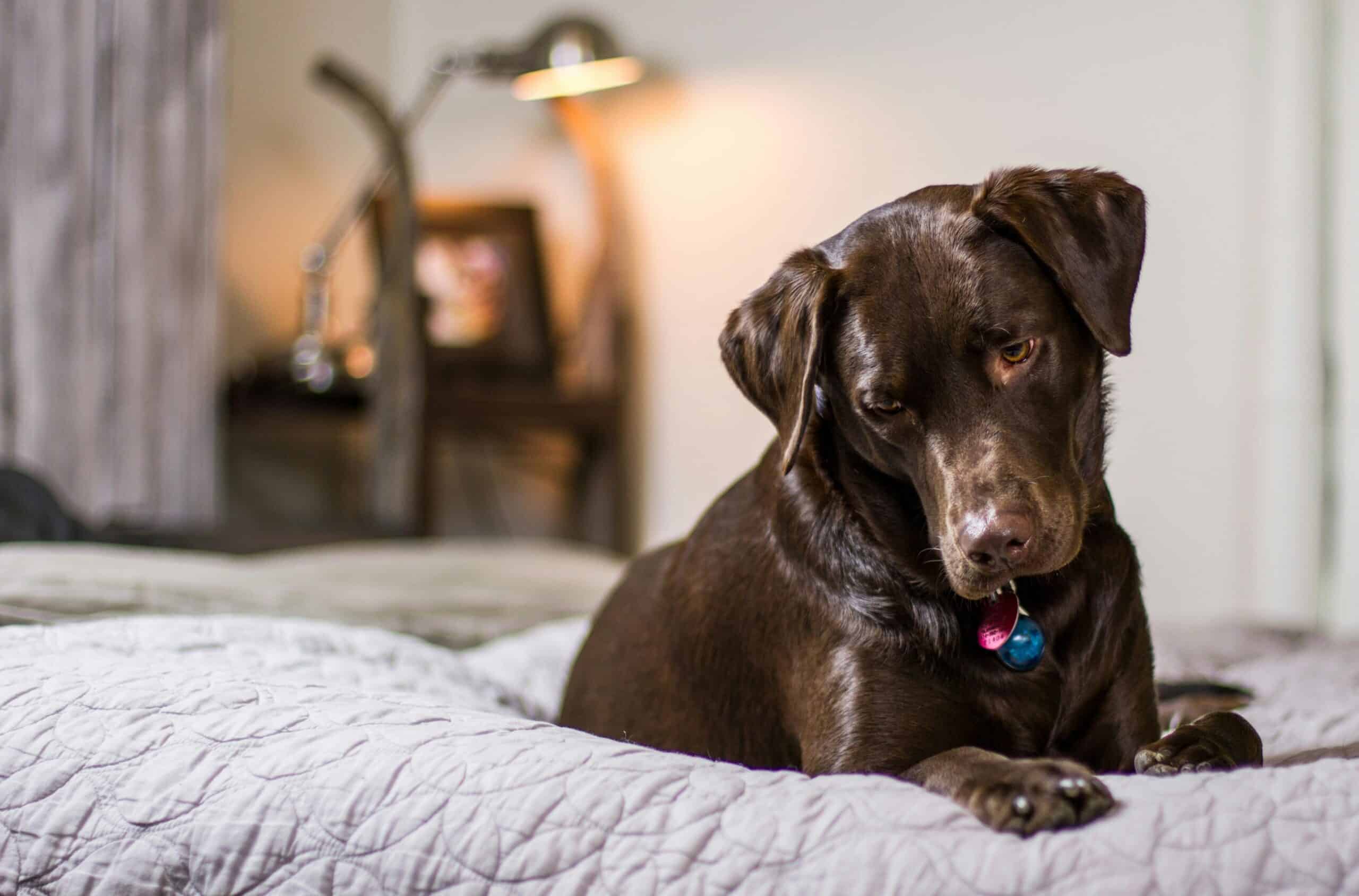 Comment garder le pelage de votre chien brillant et sain - Animaux du ...