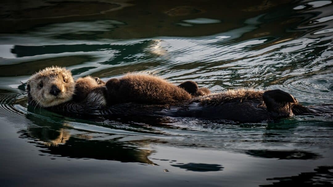 12 Cutest Baby Animals Found in the Ocean - Animals Around The Globe