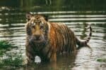 Why Some Animals Thrive in Solitude - Animals Around The Globe