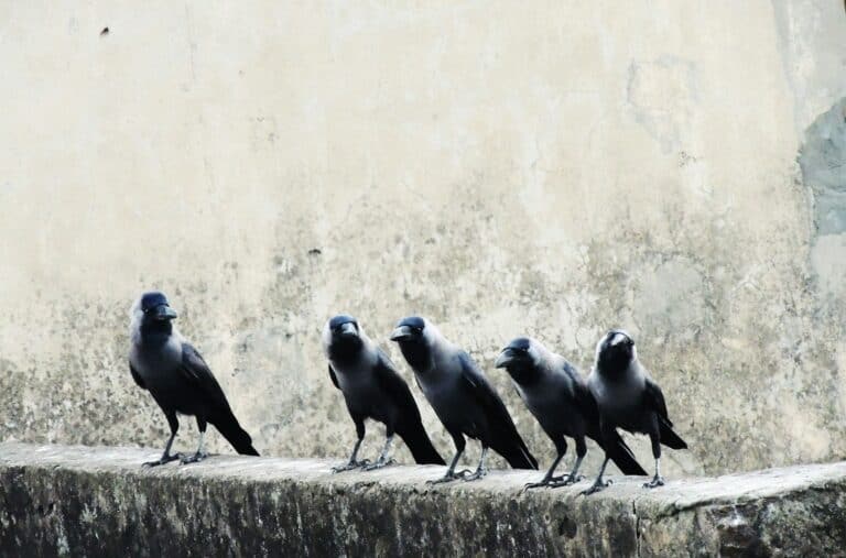 The Secret Behind Why Crows Bring Gifts to Certain People - Animals ...