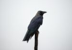 How the Intelligence of Crows are Changing Our Ideas on Animal ...