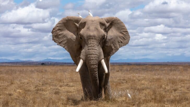 Meet the Strongest Land Mammal in the World - Animals Around The Globe