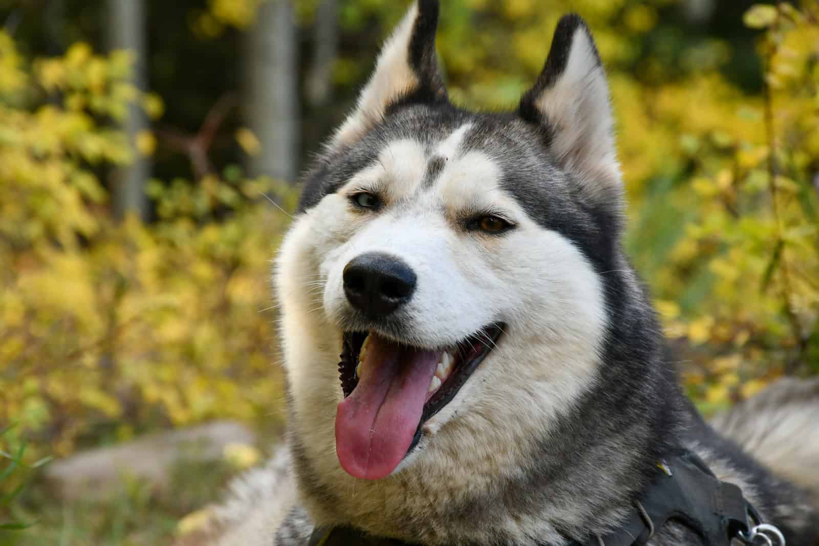 Togo vs. Balto: Who Was the Real Hero of the 1925 Serum Run? - Animals ...