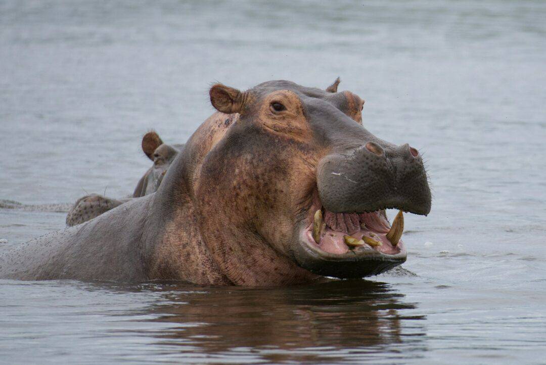 13 Animals That Lived Alongside Early Humans - Animals Around The Globe