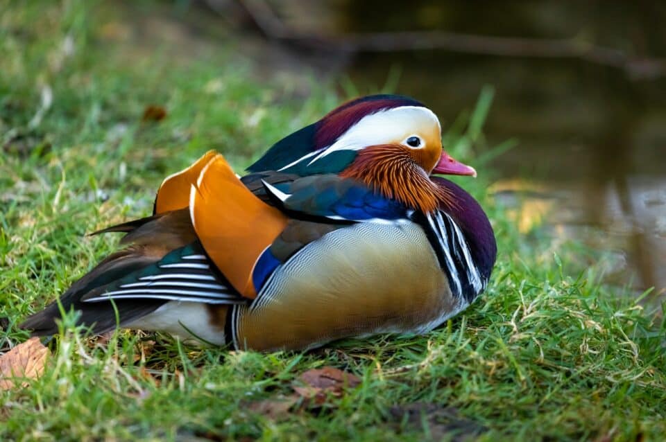 15 Most Colorful Birds in the World You Need to See - Animals Around ...