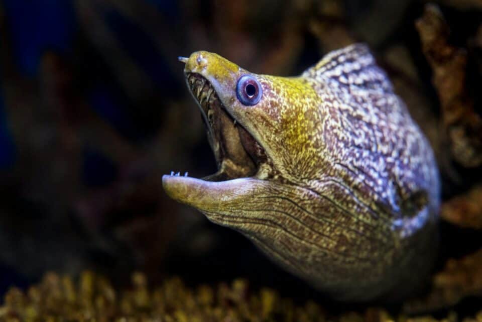 Electric Eels Can Stun Their Prey From a Distance, But They Also Use ...