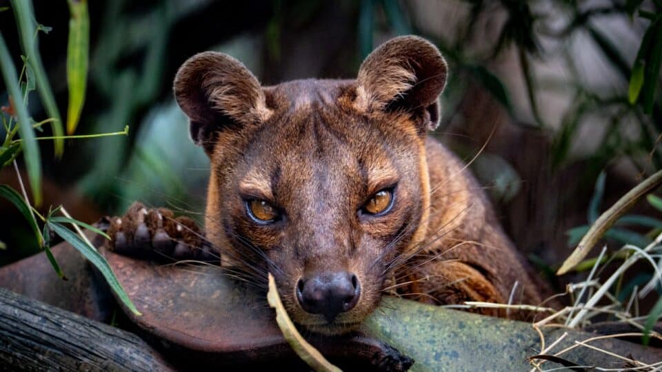 14 Species Found Nowhere Else But Madagascar - Animals Around The Globe