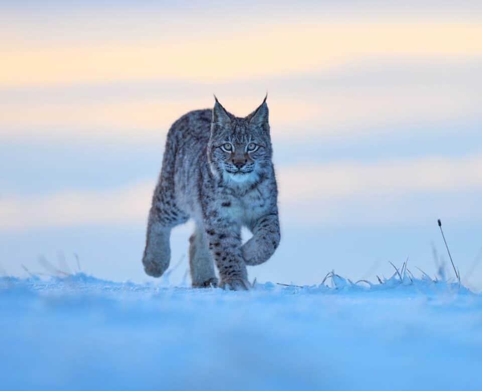 The Lynx Is Quietly Returning to U.S. Forests