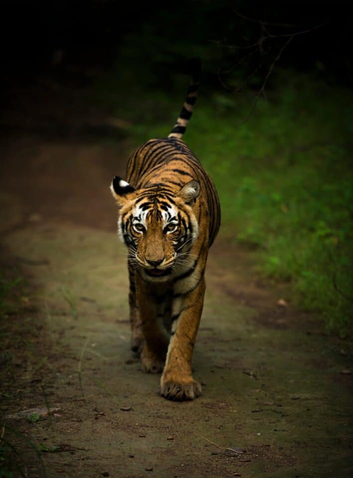 30 Powerful Predators That Dominate Their Habitat - Animals Around The ...