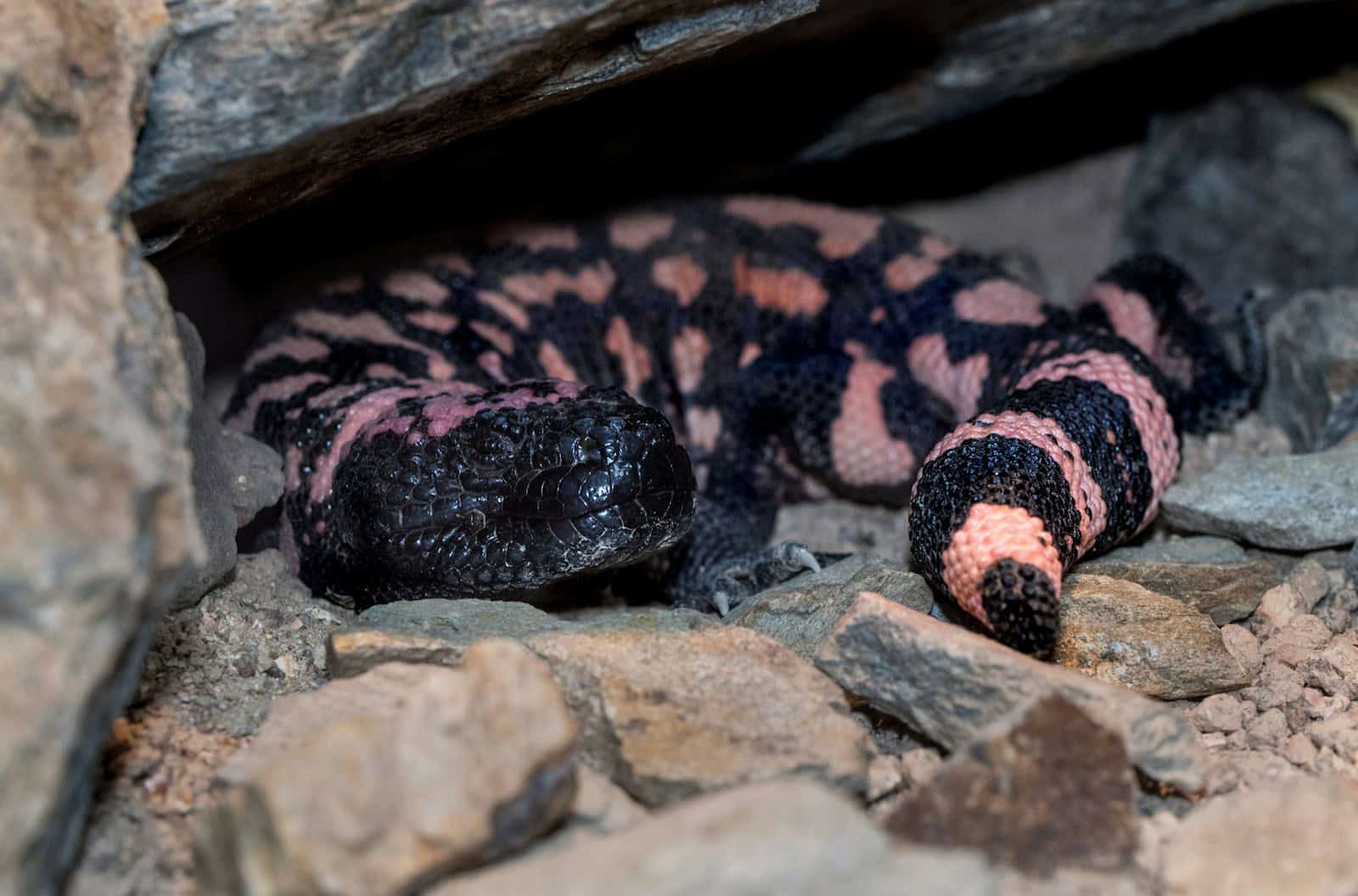How the Venomous Gila Monster Strikes and Survives - Animals Around The ...