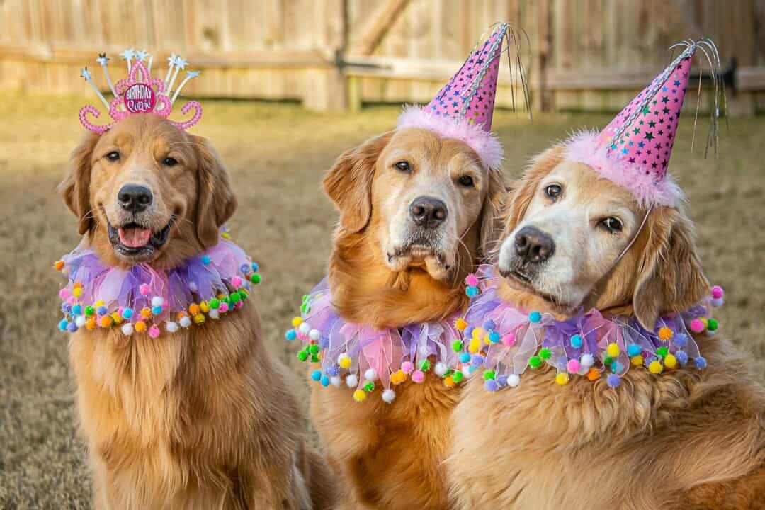 Dogs Really Do Smile—Here’s How to Tell - Animals Around The Globe