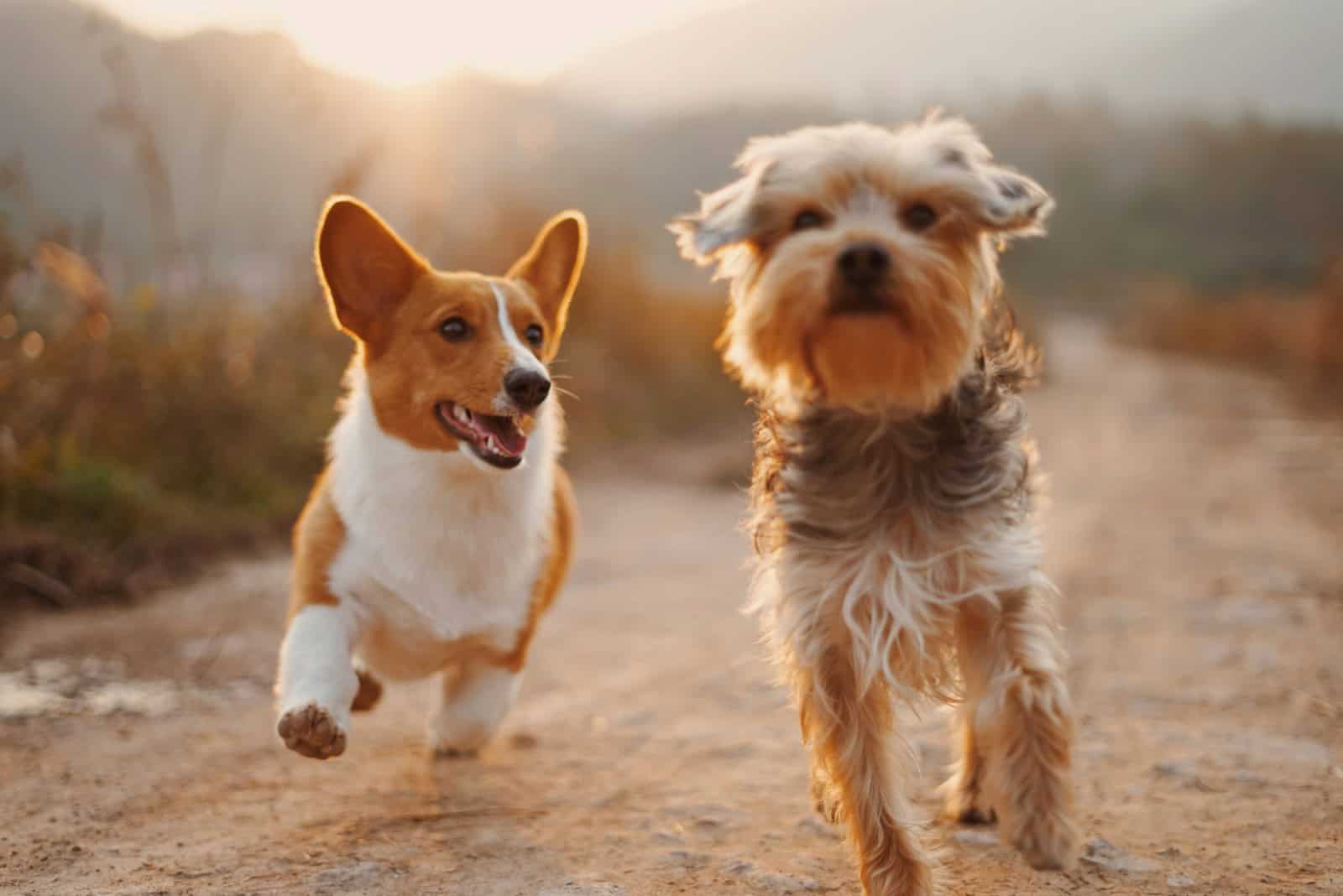 25 Most Adorable Dog Breeds That Will Melt Your Heart - Animals Around ...