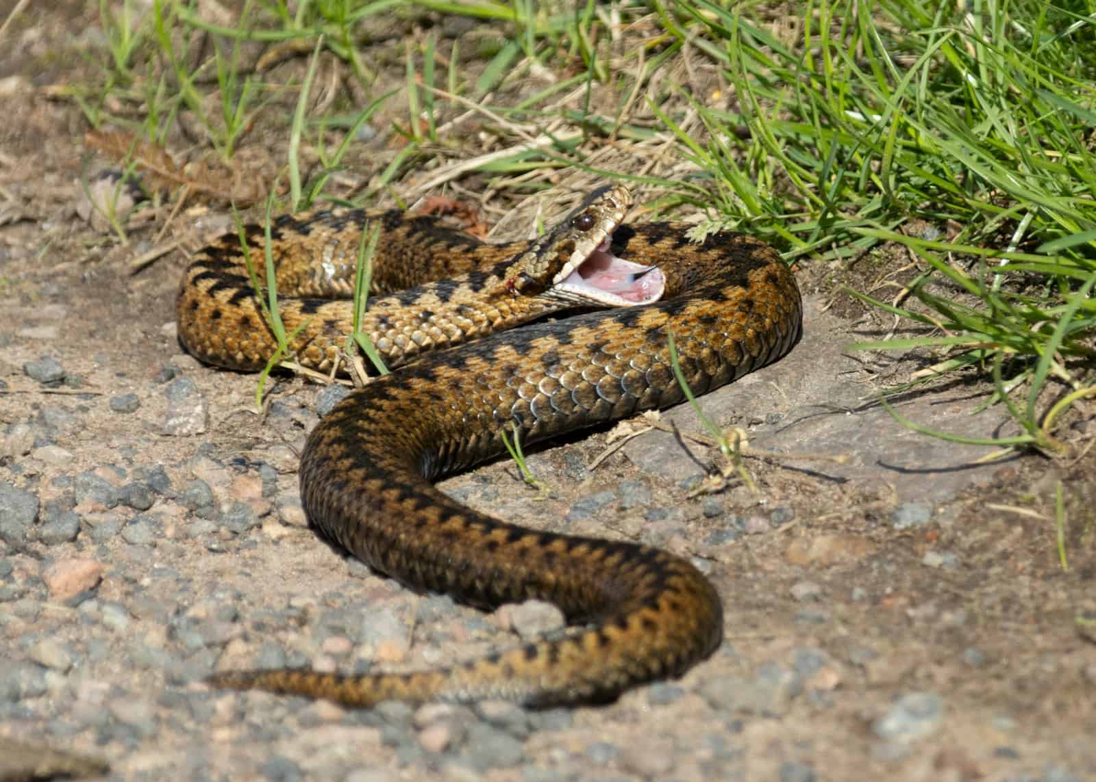 20 najbardziej jadowitych węży w Stanach Zjednoczonych - Animals Around ...