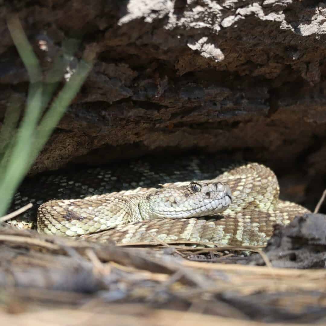 15 Hidden Snake Dens You Didn’t Know Existed - Animals Around The Globe