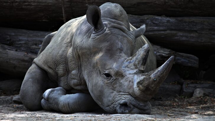 15 Rhino Behaviors That Surprise Researchers - Animals Around The Globe