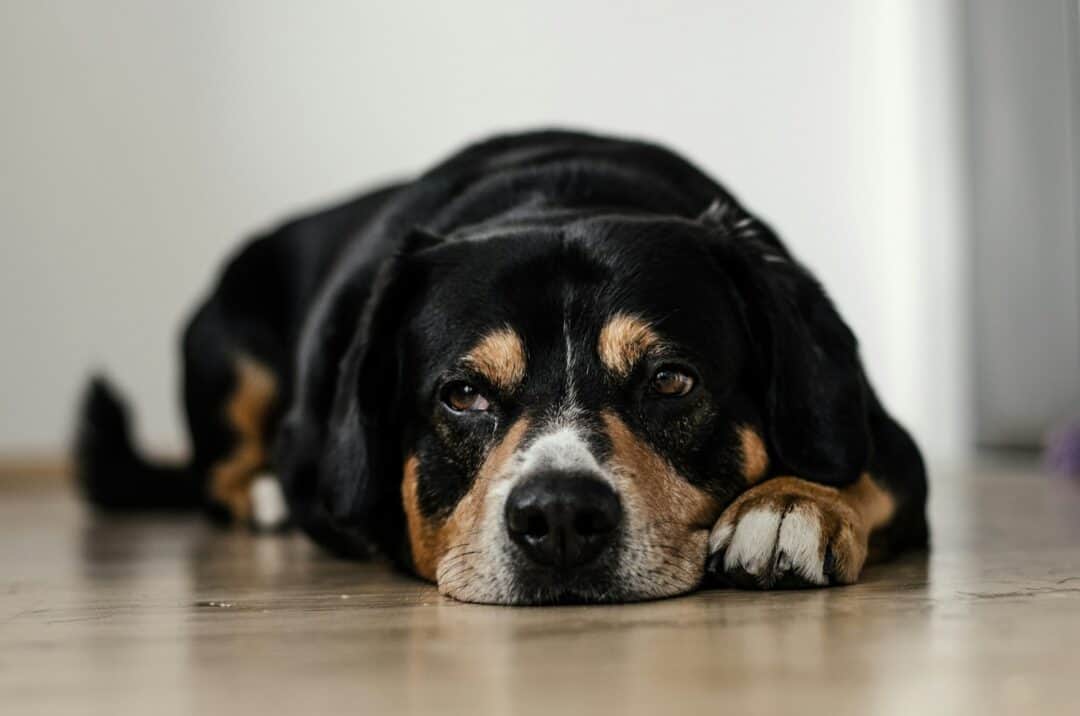 15 Dog Breeds with the Strongest Bite Force - Animals Around The Globe