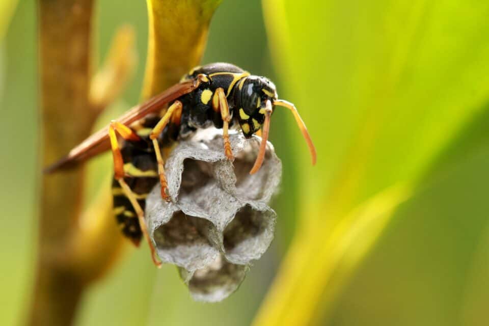 22 Most Venomous Insects You Should Avoid - Animals Around The Globe