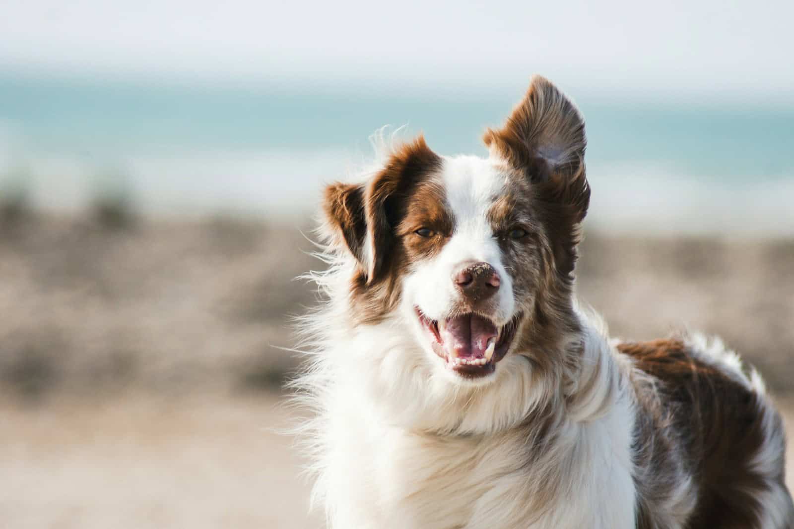 10 Surprising Reasons Why Your Dog Tilts Its Head at You - Animals ...