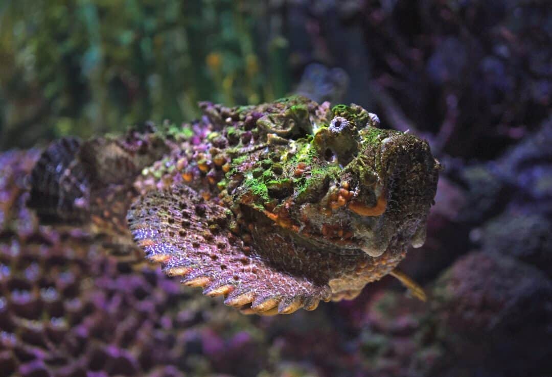 20 Venomous Animals That Can Kill You in Seconds - Animals Around The Globe