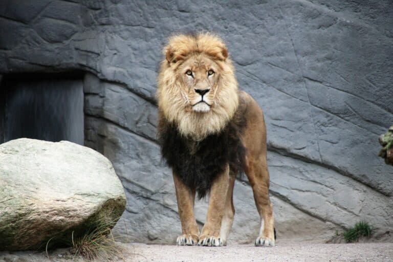 13 Most Aggressive Mammals in the Wild - Animals Around The Globe