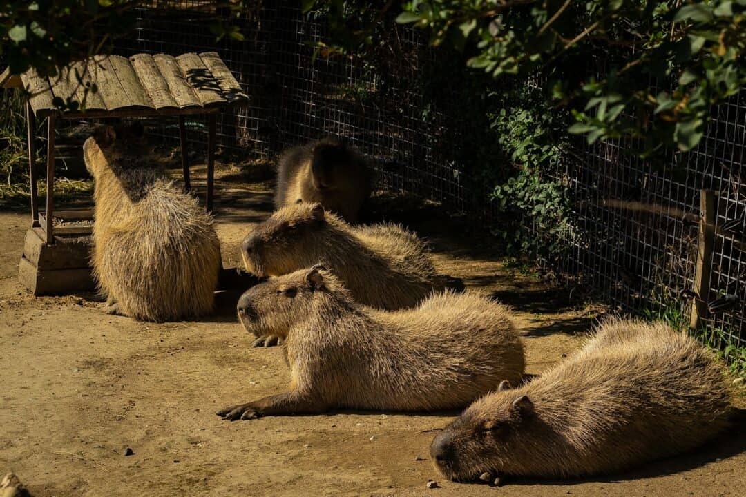 Why Capybaras Are the Most Chill Animals on Earth