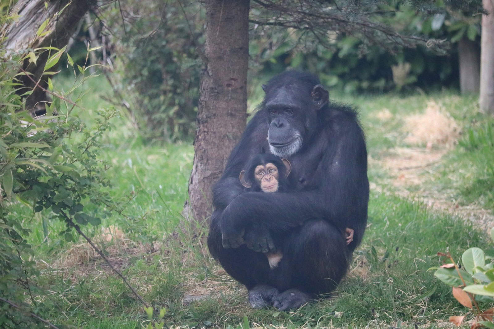 How Chimps Teach Their Young to Use Tools