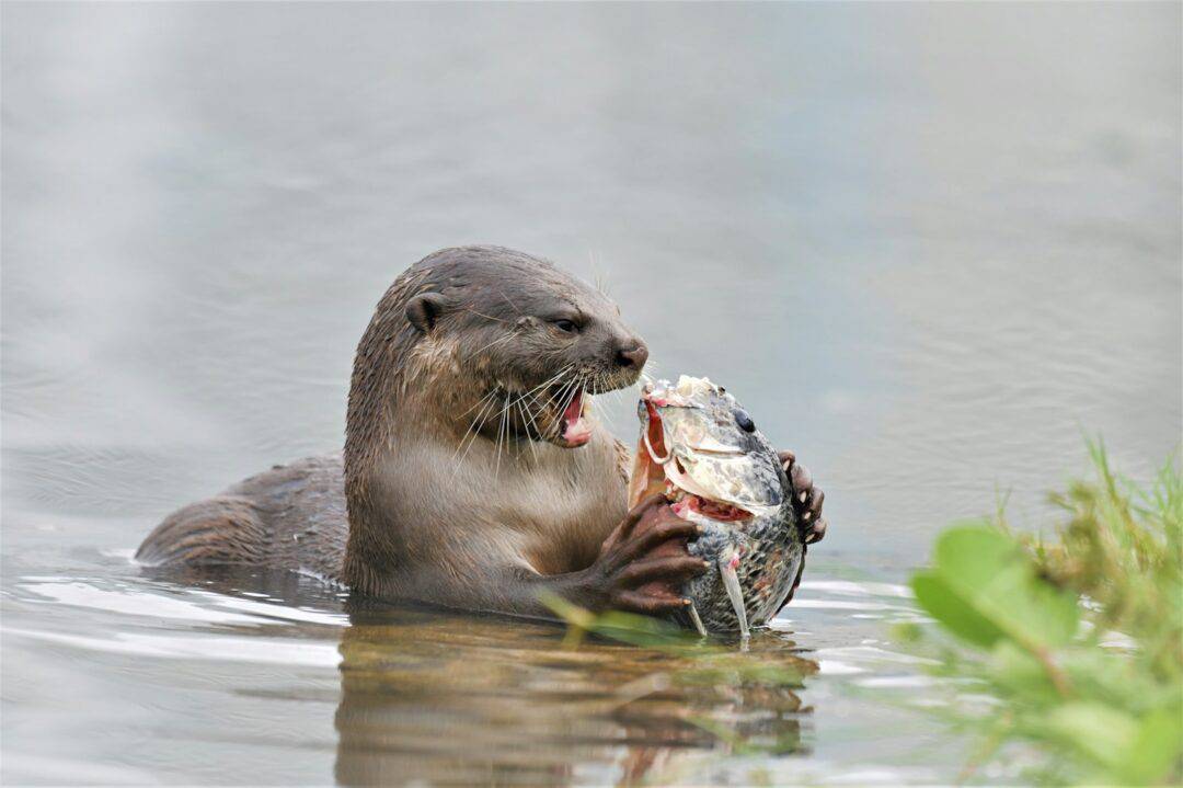Otters Use Tools—Here’s How They Pass Them to Each Other