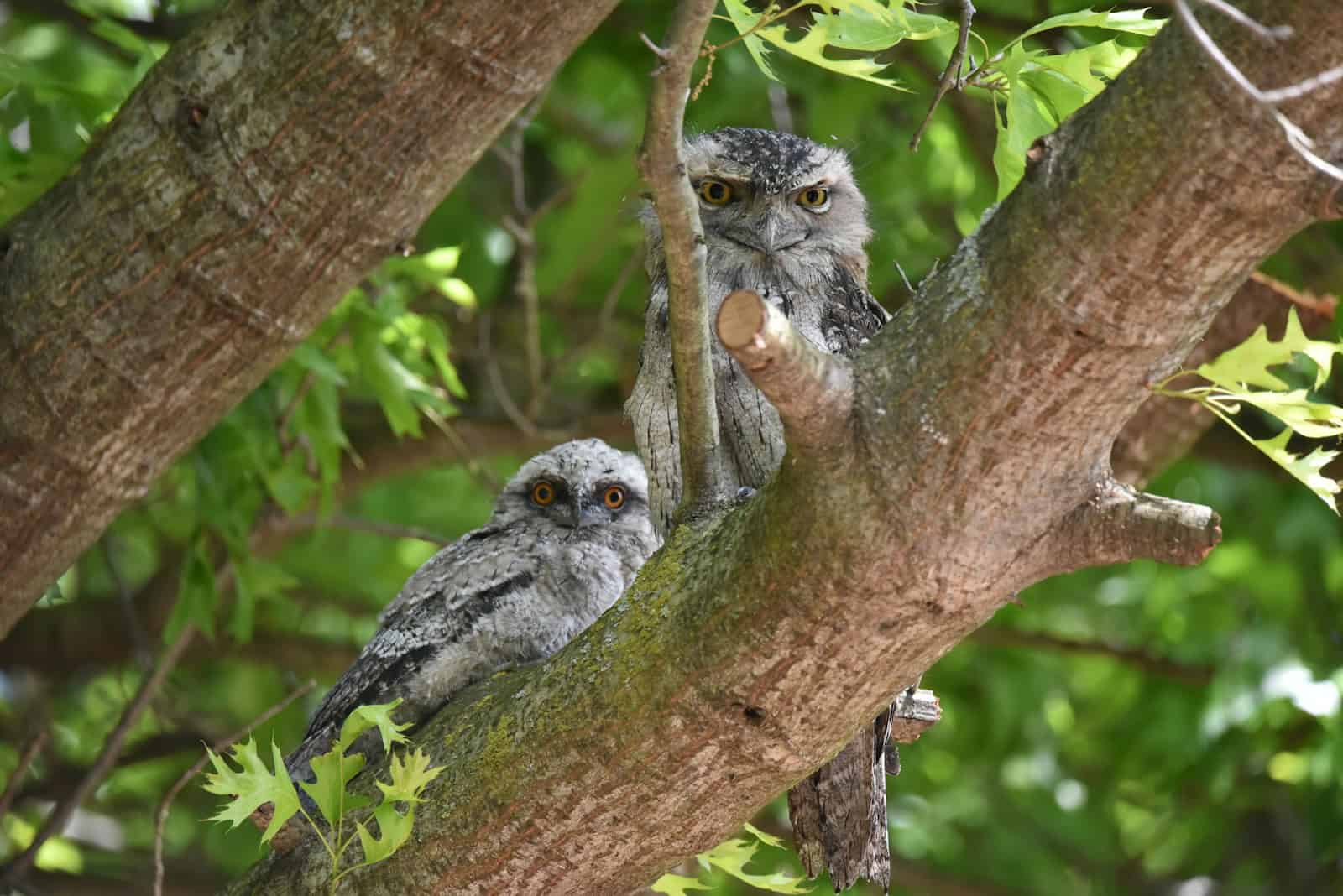 10 Superstitions About Owls from Around the World - Animals Around The ...