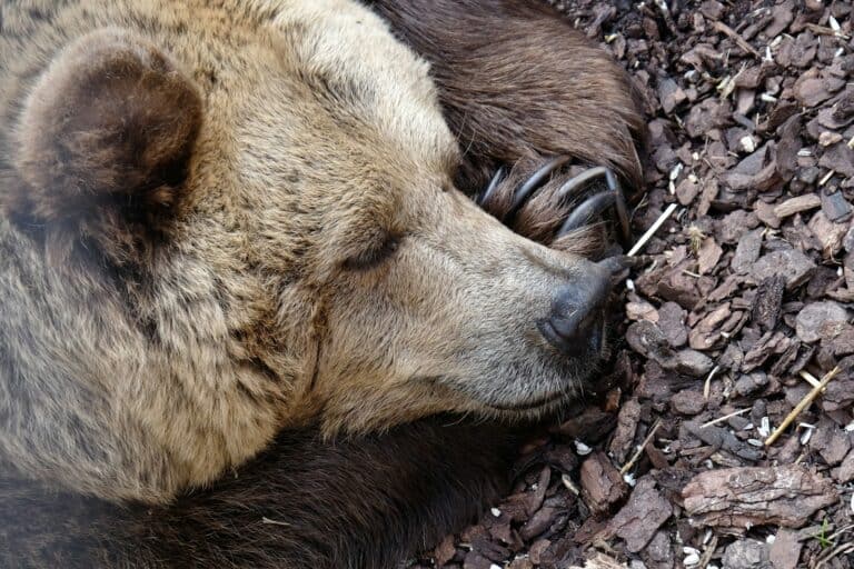 The Largest Bear Ever Encountered in U.S. Wilderness