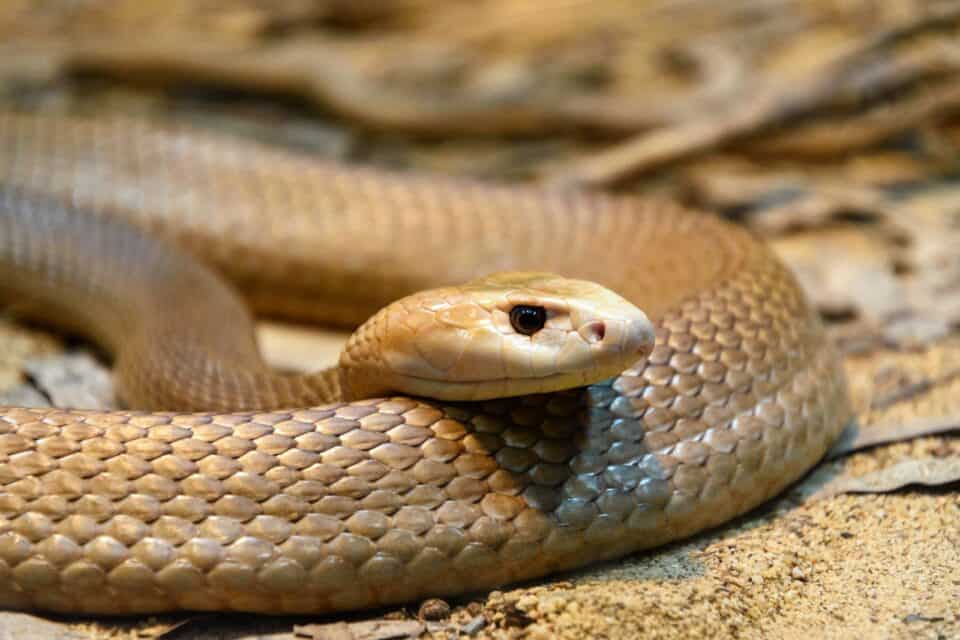 The 10 Deadliest Venomous Creatures on Earth—#1 Kills in Under 5 ...