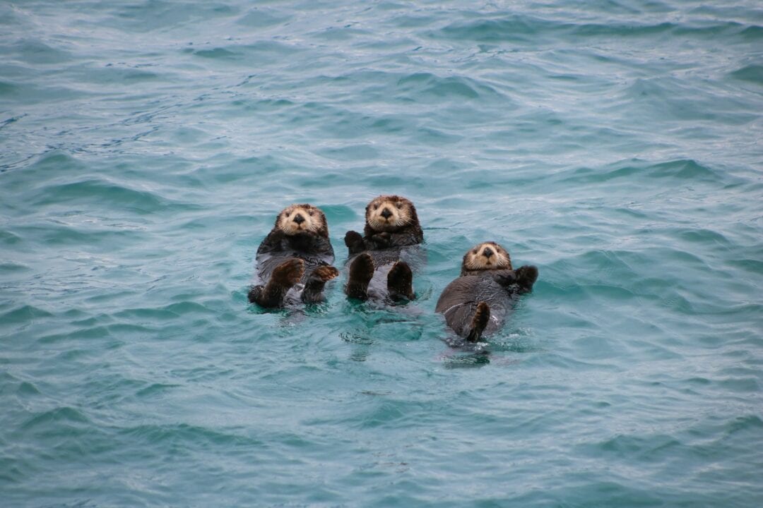 Otters Use Tools—Here’s How They Pass Them to Each Other