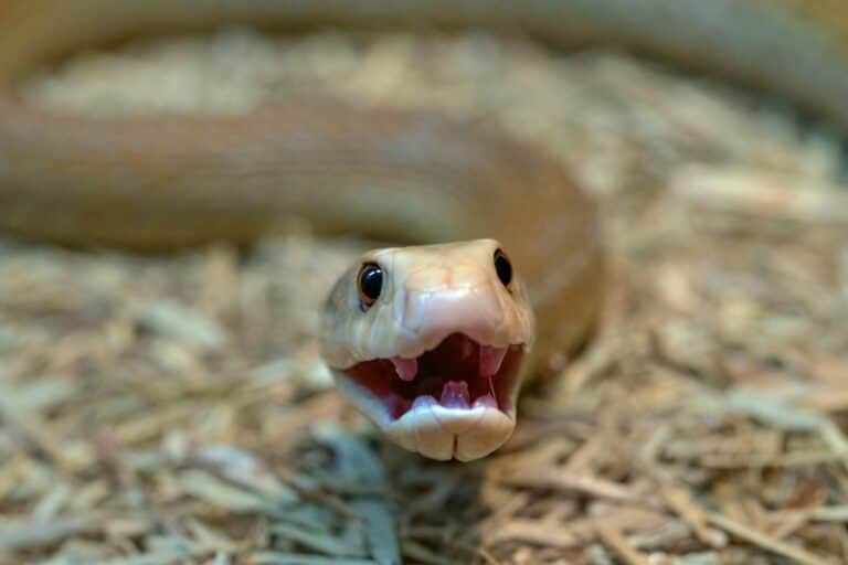 Do Snakes Get Attached to Their Owners? - Animals Around The Globe