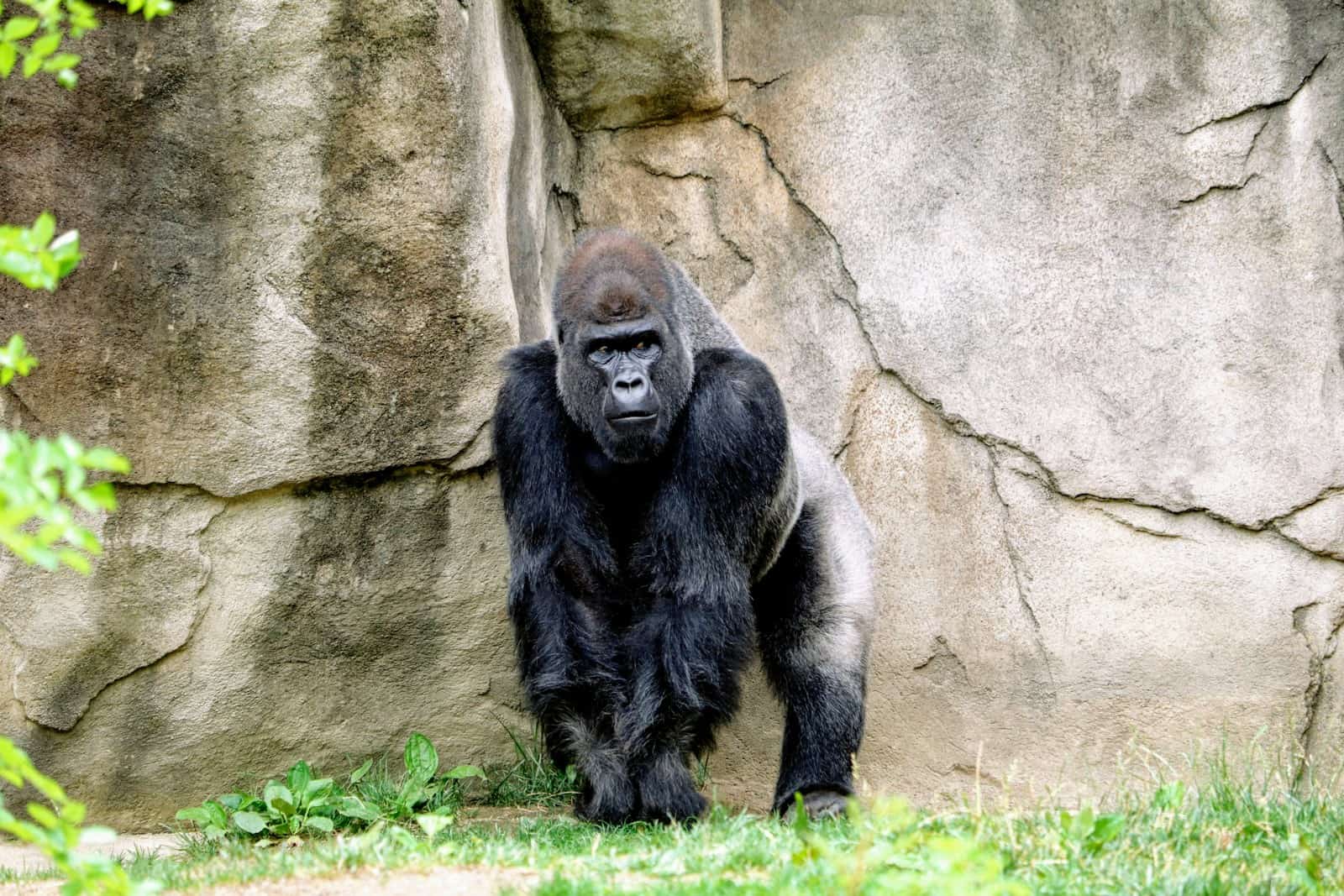12 Wild Animals That Are Surprisingly Gentle Towards Humans - Animals ...