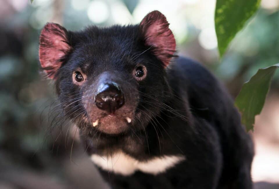 Tasmanian Devils Have Returned to the Wild