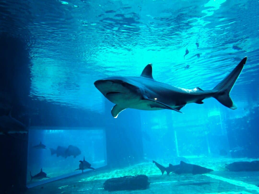 Shark’s Skin Is So Tough It Can Resist Bullet Impacts