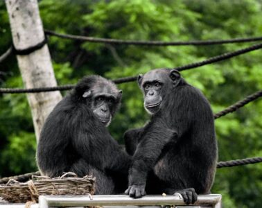 Chimpanzees Use Tools Like Humans, But One Discovery Left Researchers ...