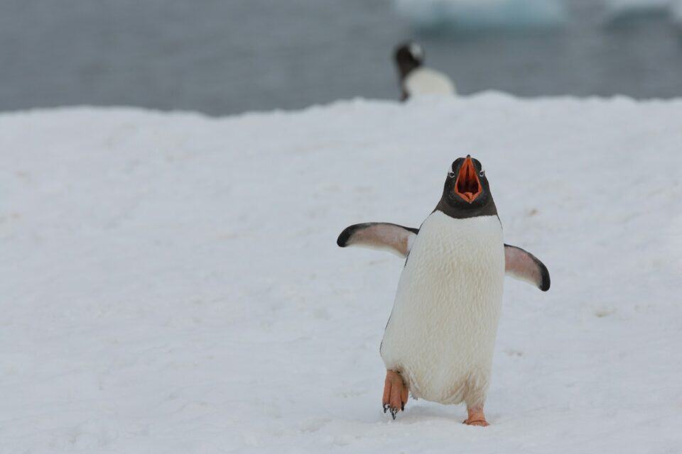 How Penguins Form Lifelong Bonds Through Their Unique Mating Rituals ...