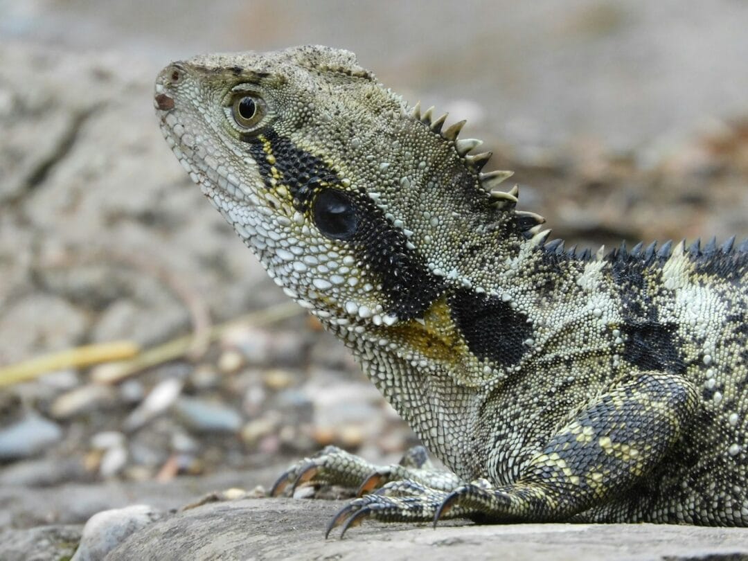 How Cold-Blooded Animals Survive in the Winter - Animals Around The Globe