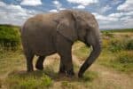 Meet the Strongest Land Mammal in the World - Animals Around The Globe