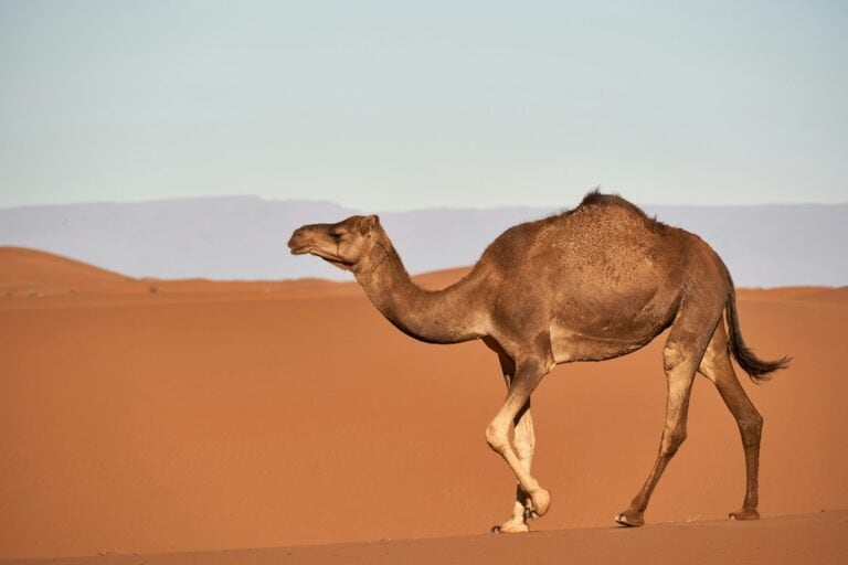 11 Animals That Can Survive in Extreme Climates and How They Do It ...