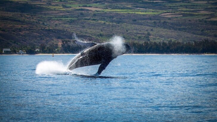 A New Whale Song Pattern Has Scientists Baffled - Animals Around The Globe