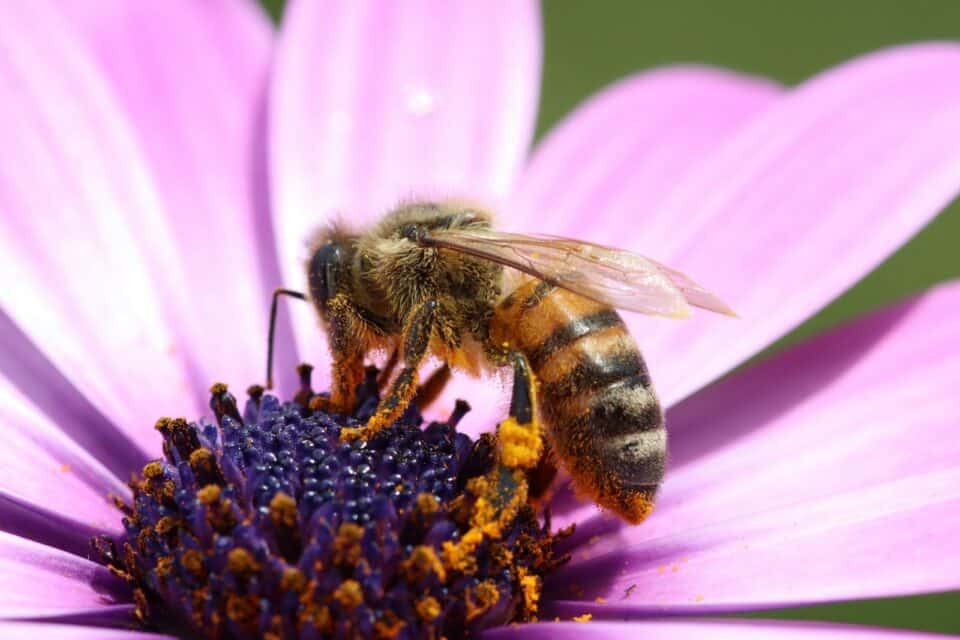 What Happens If Bees Go Extinct Faster Than Expected? - Animals Around ...