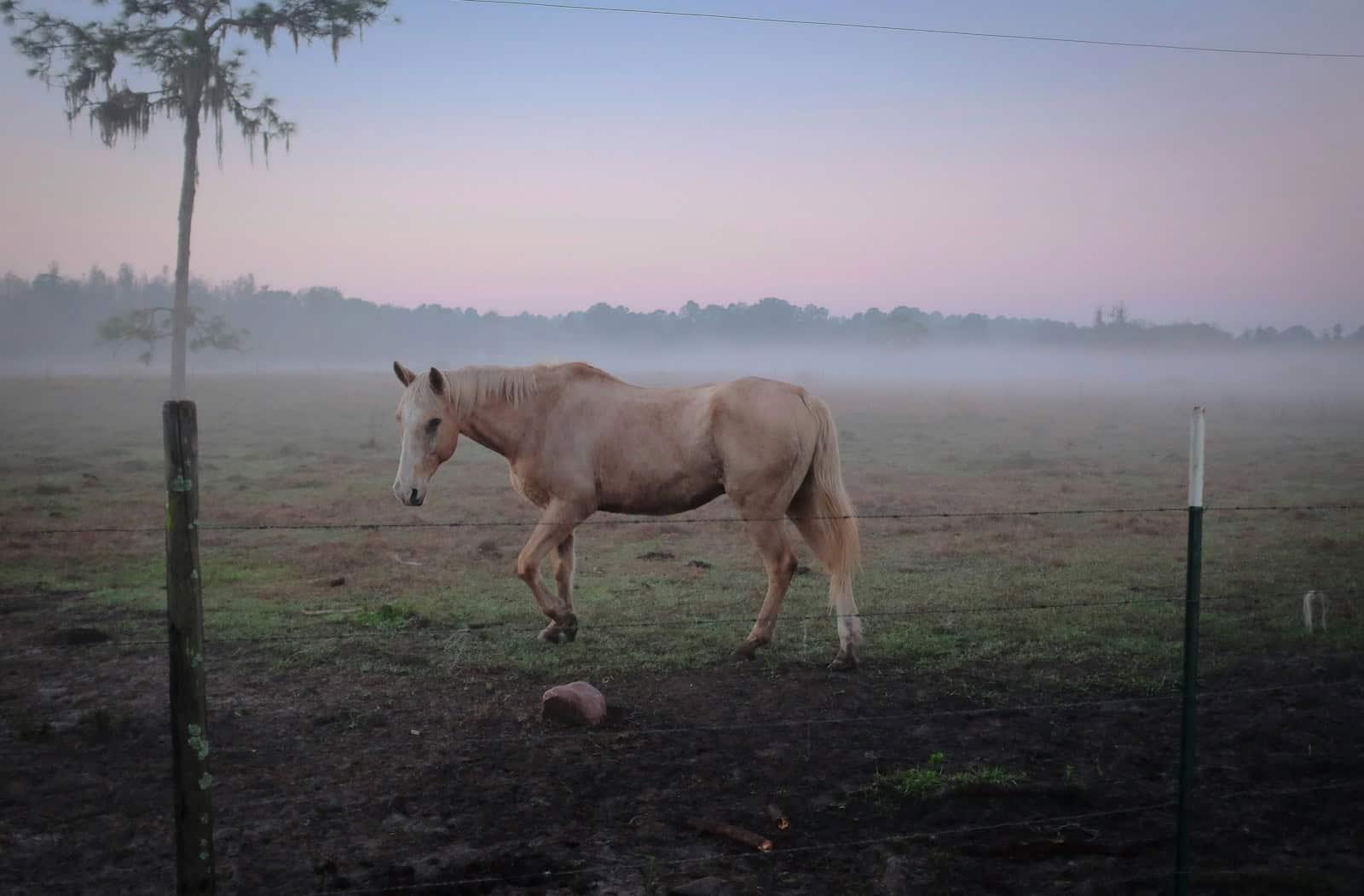 11 Unique Horse Colors And Patterns That Will Take Your Breath Away ...