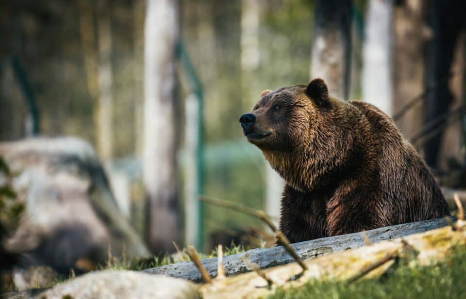 This Bear Can Smell Food from 18 Miles Away - Animals Around The Globe